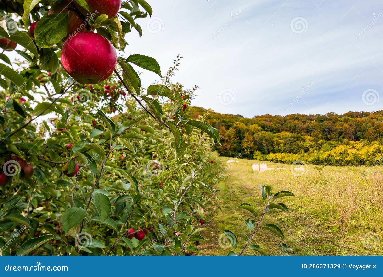 Apple Trees in Orchard. Idared Cultivar Stock Image - Image of nature ...