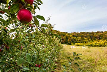 Apple Trees in Orchard. Idared Cultivar Stock Image - Image of nature ...