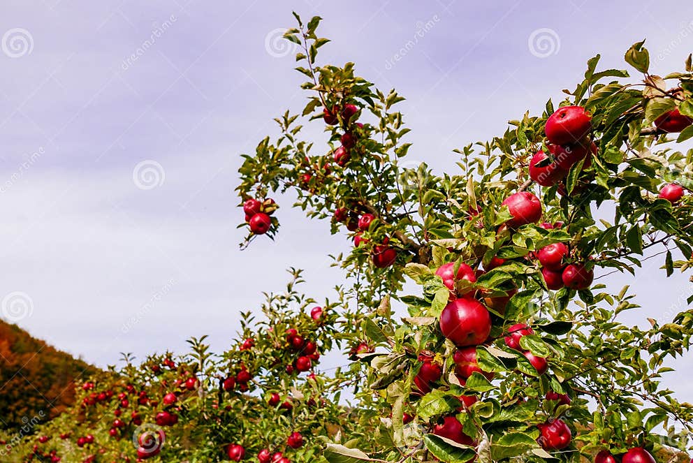 Apple Trees in Orchard. Idared Cultivar Stock Image - Image of garden ...