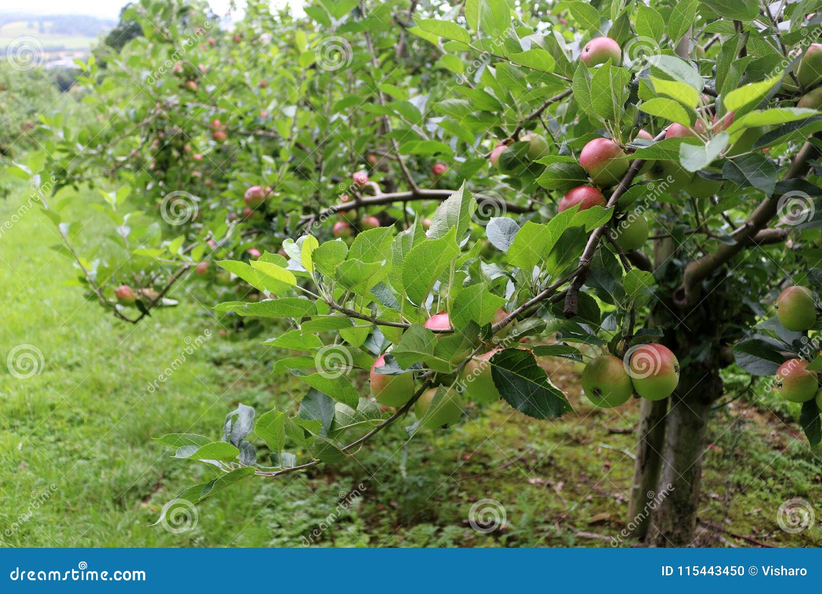 Apple trees in an orchard stock photo. Image of england - 115443450