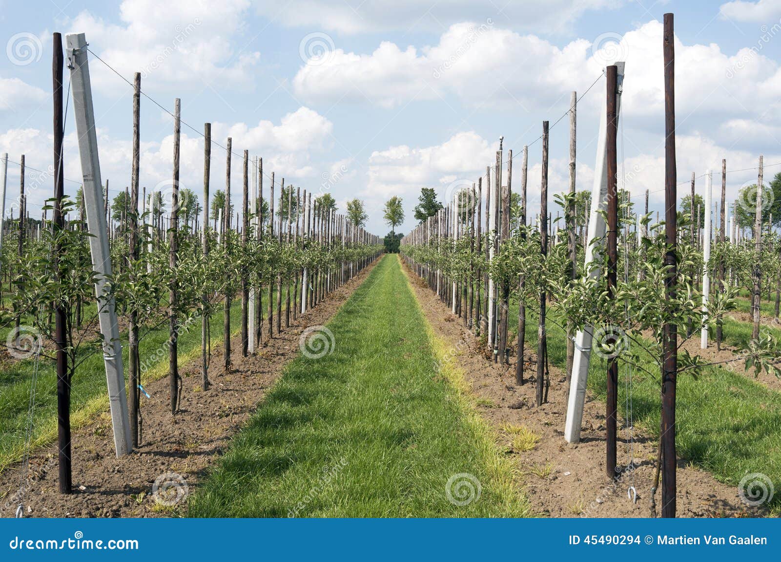 Apple trees in an orchard. stock photo. Image of seasonal - 45490294