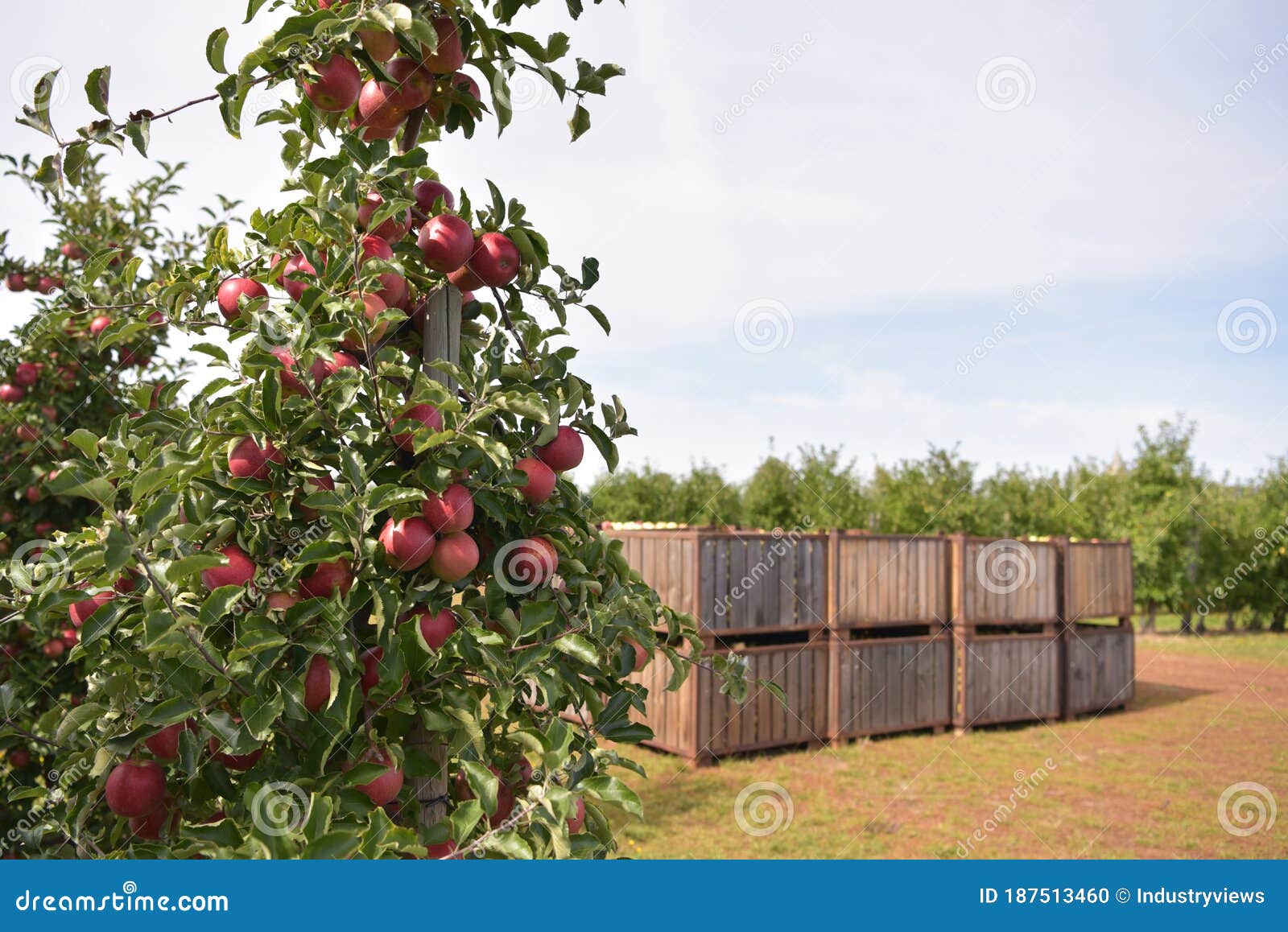 Apple Trees on a Plantation - Fruit Growing and Harvesting Stock Photo ...
