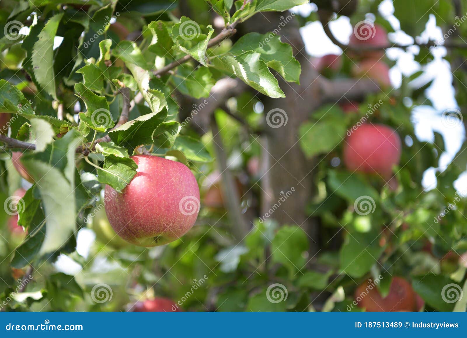 Apple Trees on a Plantation - Fruit Growing and Harvesting Stock Image ...