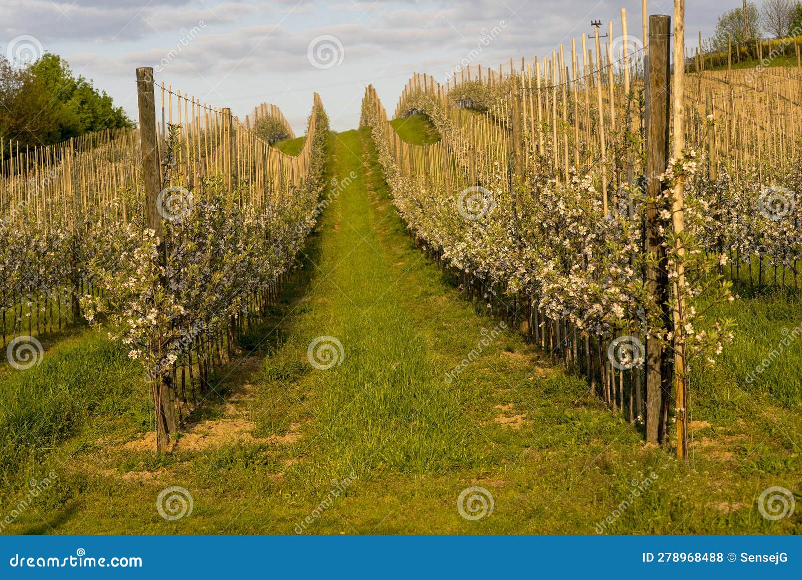 Apple Trees Planted (and Guided) on Special Scaffolding Made of Wire ...