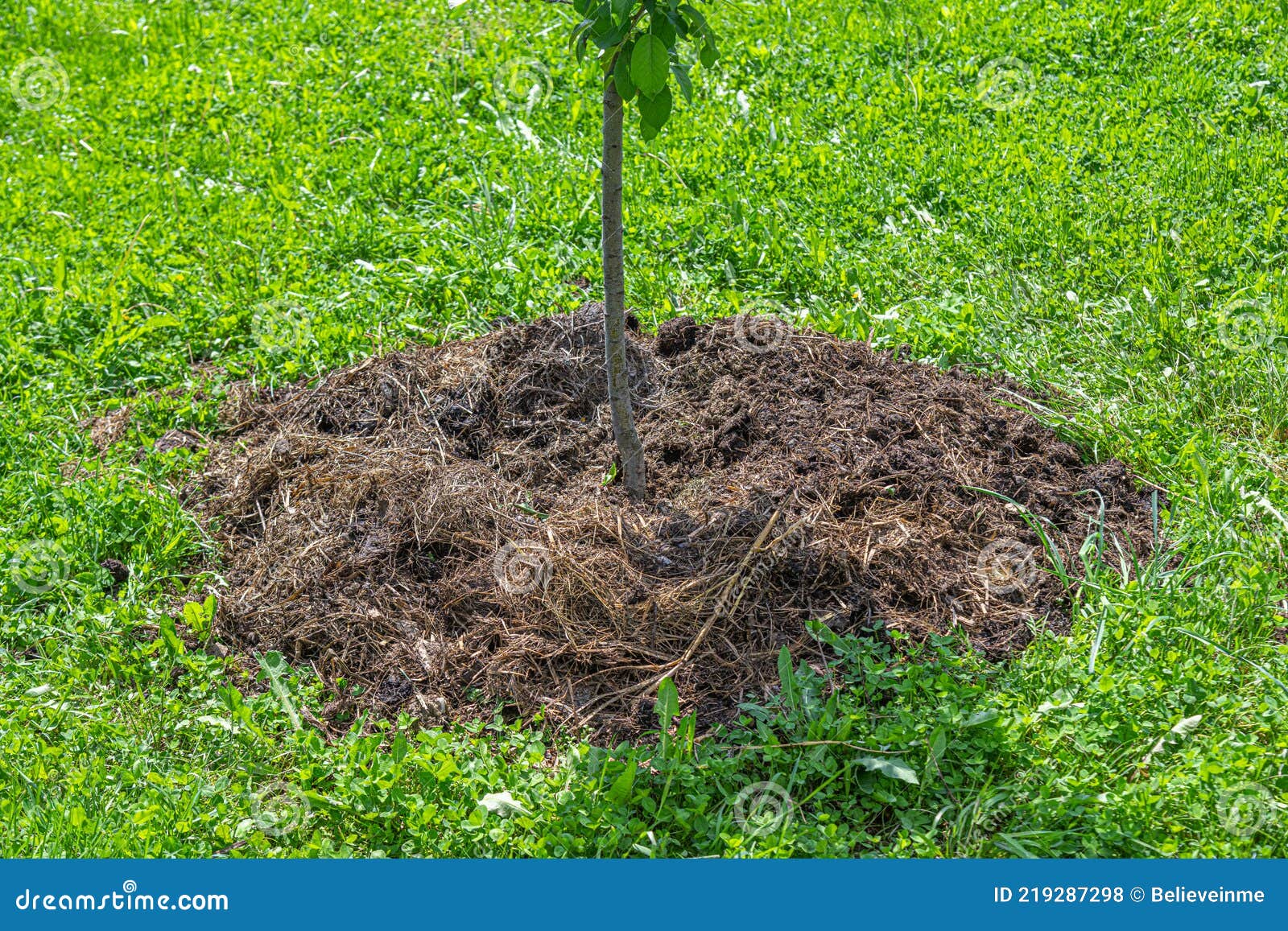 Apple Trees are Planted on a Plot of Land. Stock Photo - Image of park ...
