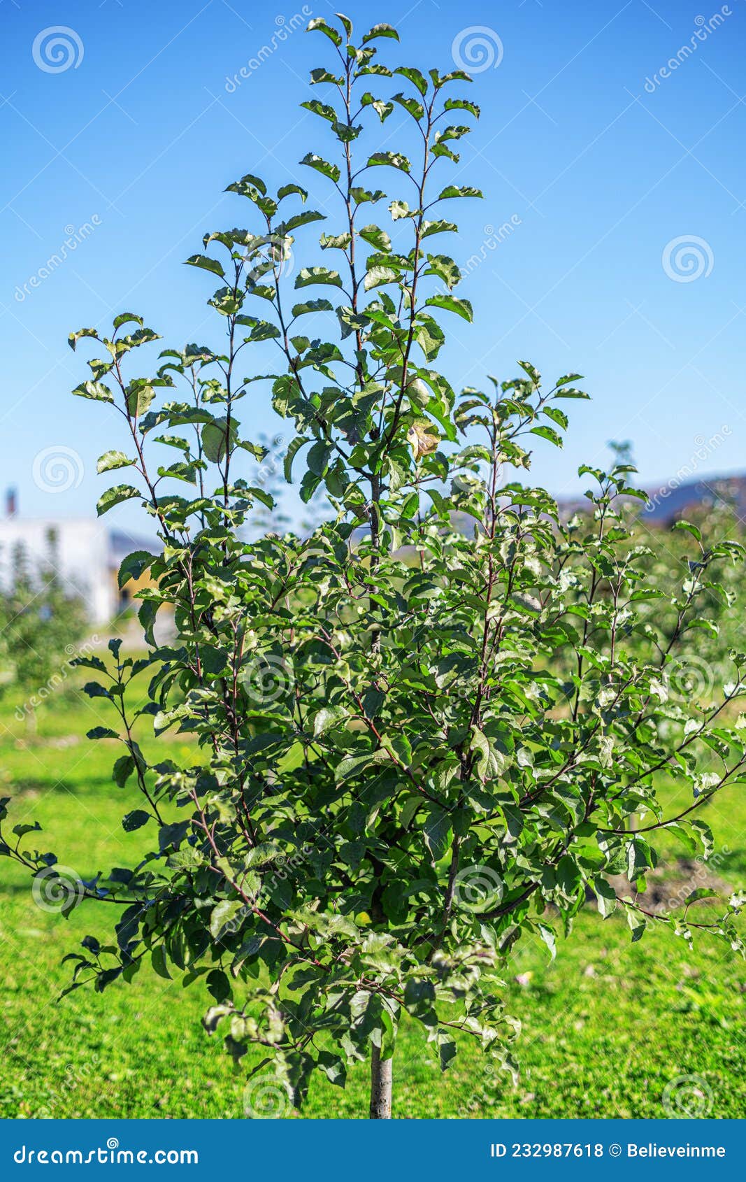 Apple Trees are Planted on a Plot of Land. Stock Photo - Image of ...