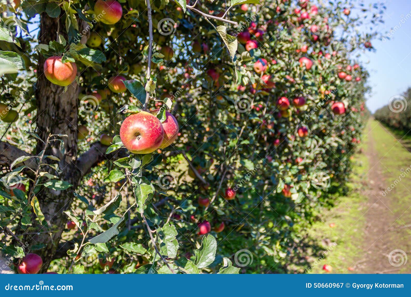 Apple trees stock image. Image of fruit, grow, green - 50660967