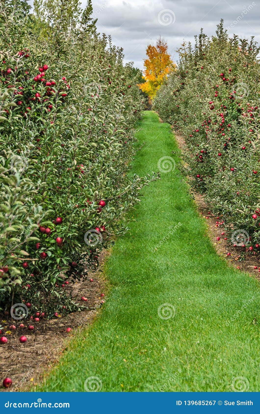 Apple Trees Loaded With Apples In An Orchard Royalty-Free Stock Image ...
