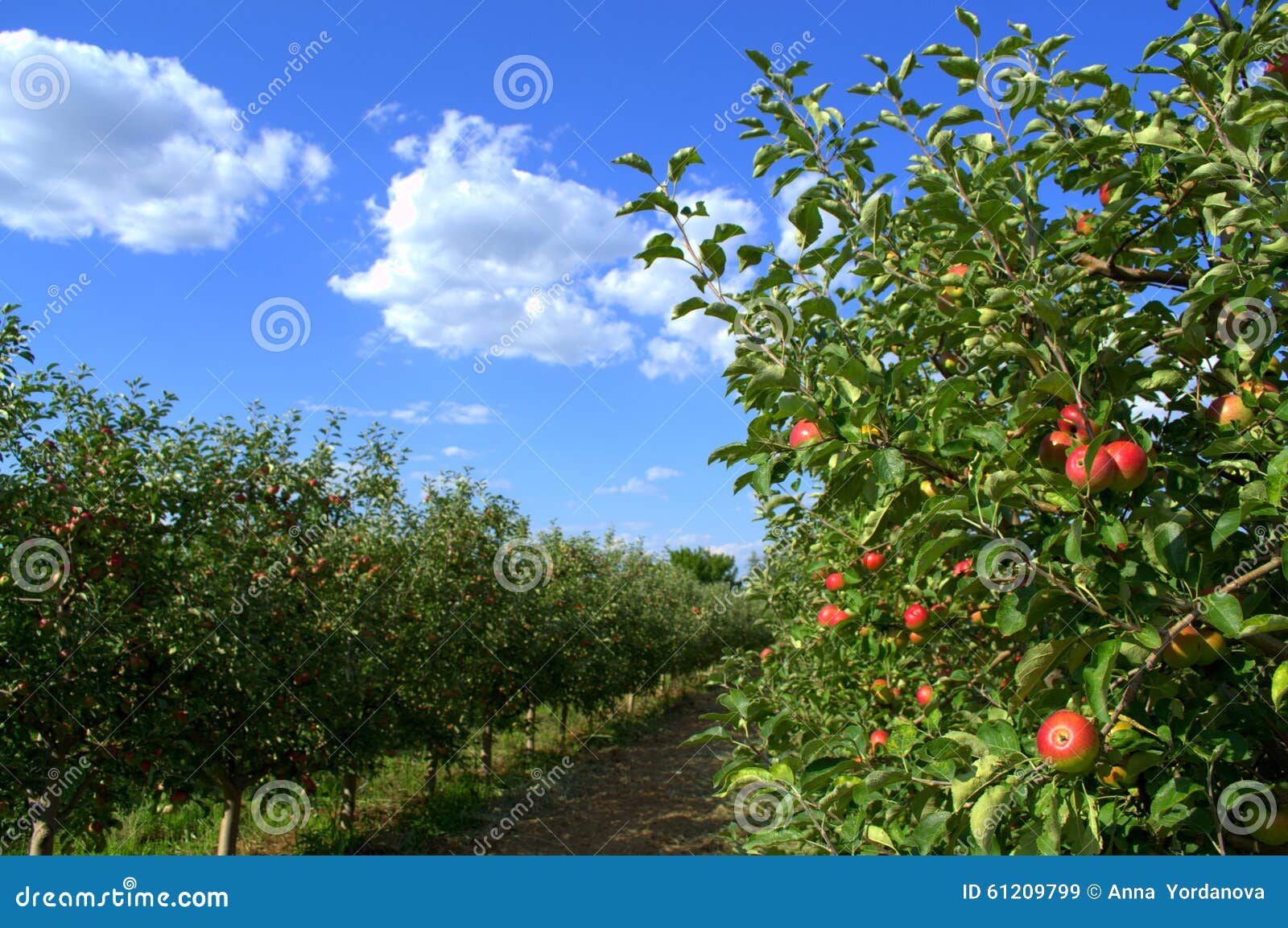 Apple trees rows stock image. Image of fall, grow, growth - 61209799