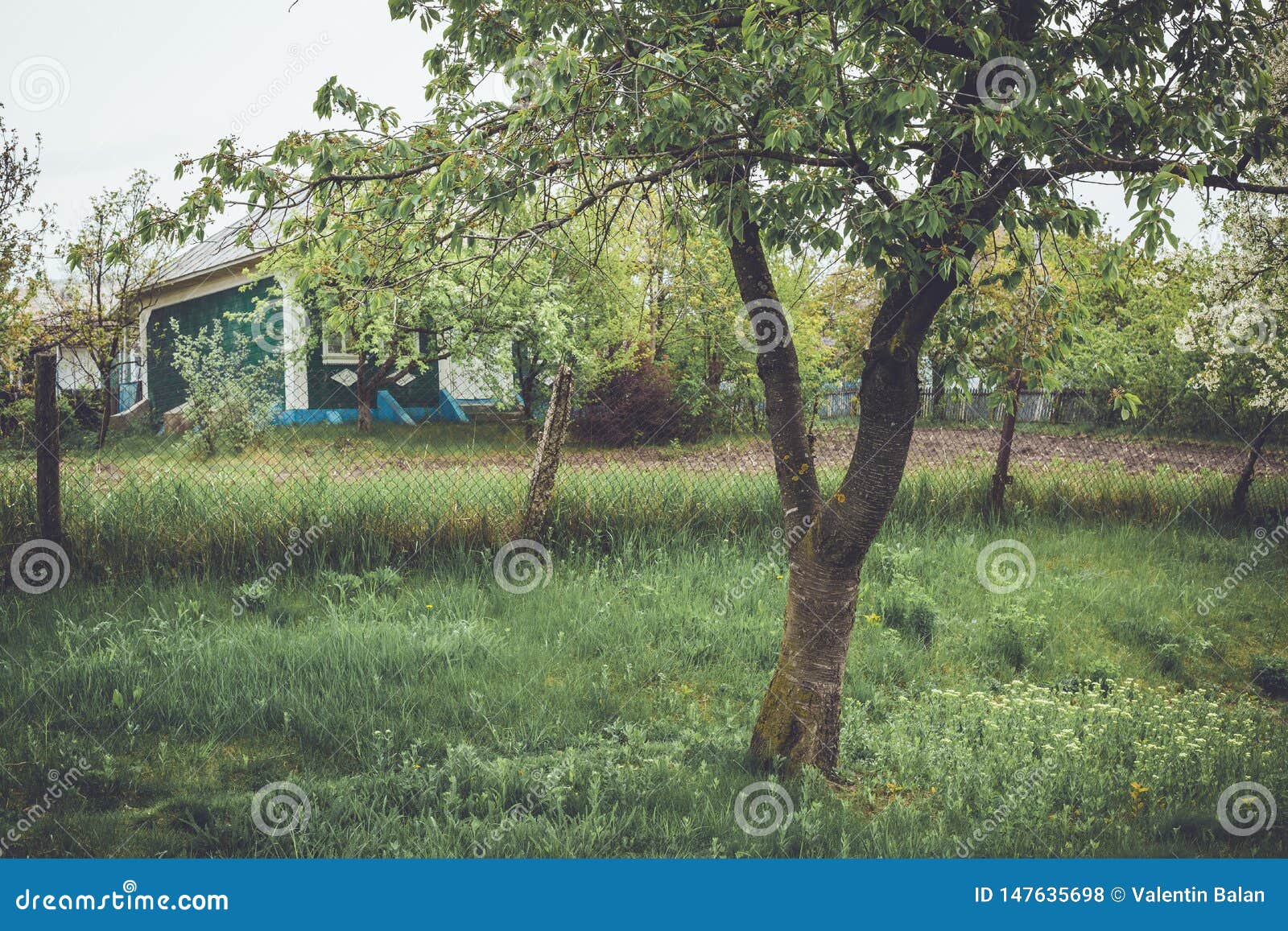 Apple Trees in a Rural Garden. Stock Photo - Image of farming, healthy ...