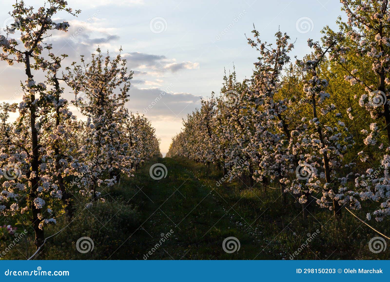 Apple Trees in the Spring in the Orchard, Young Apple Trees on a ...