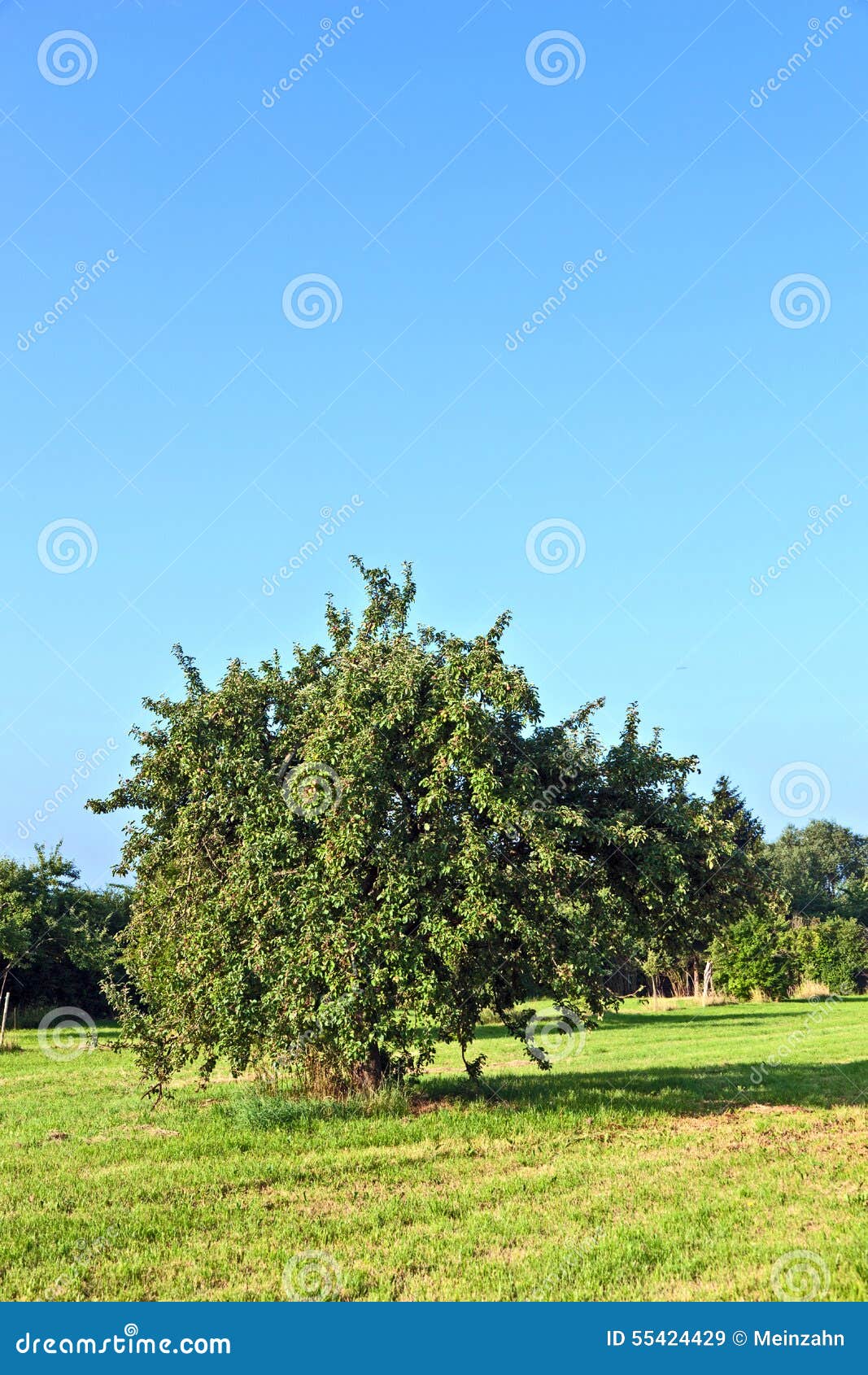 Apple trees in summer stock image. Image of food, country - 55424429