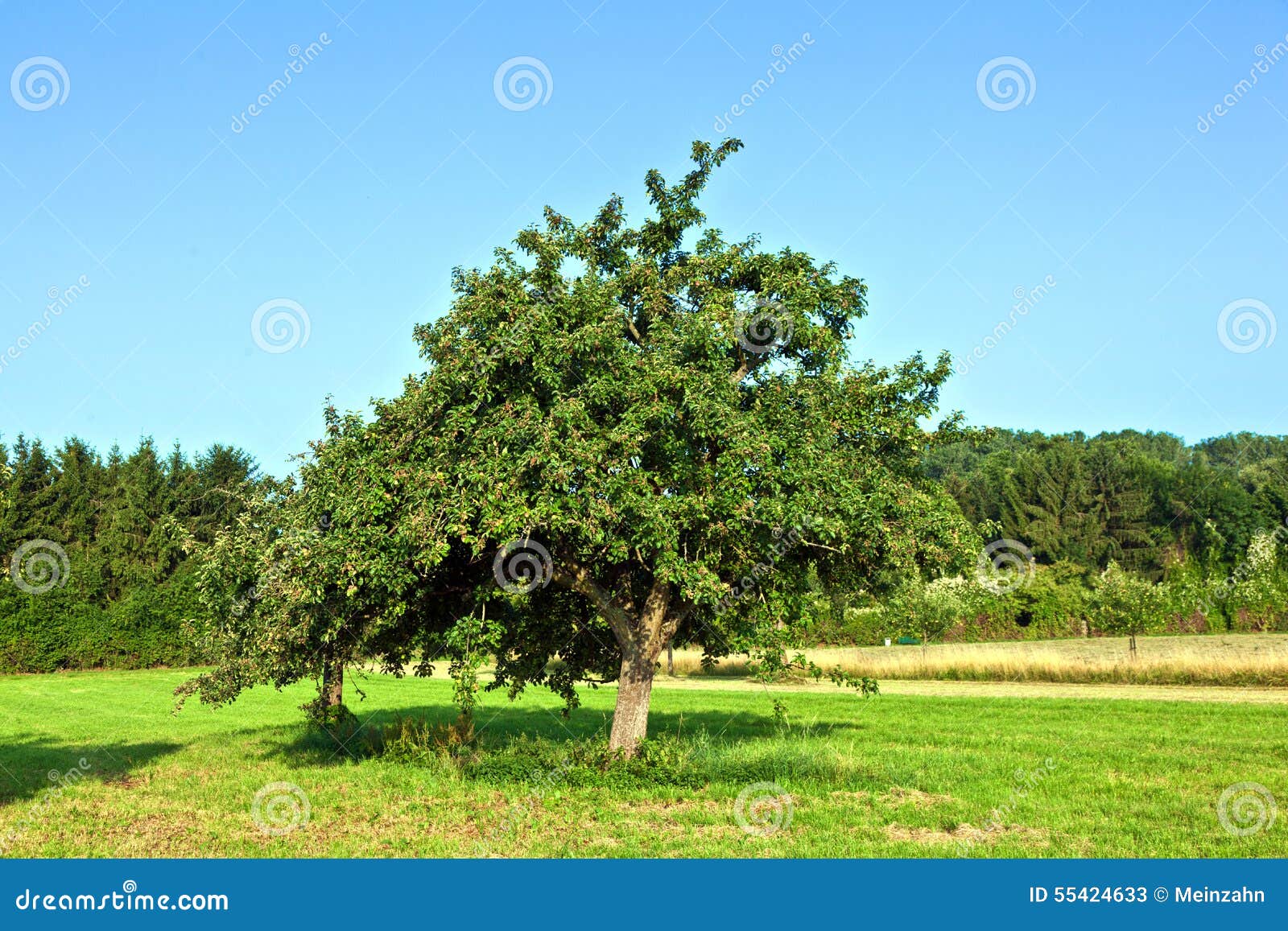 Apple trees in summer stock image. Image of fresh, fall - 55424633