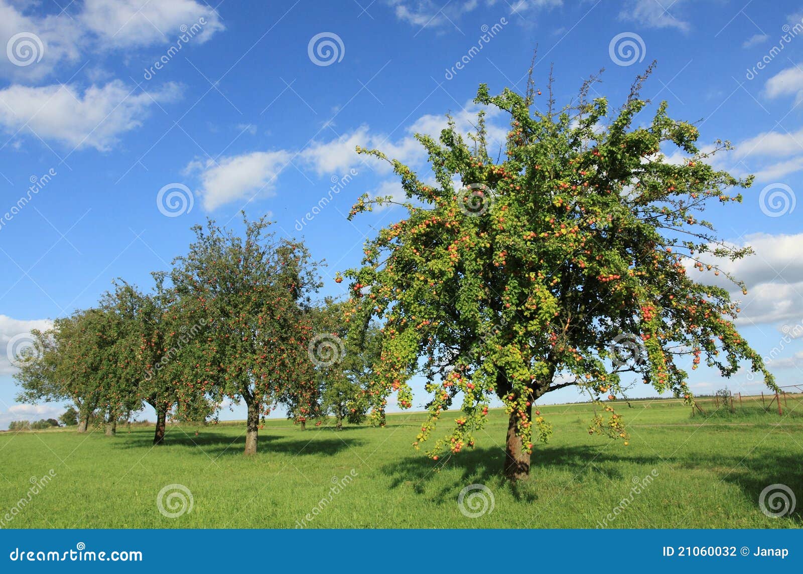 Apple trees in sunny day stock photo. Image of clouds - 21060032