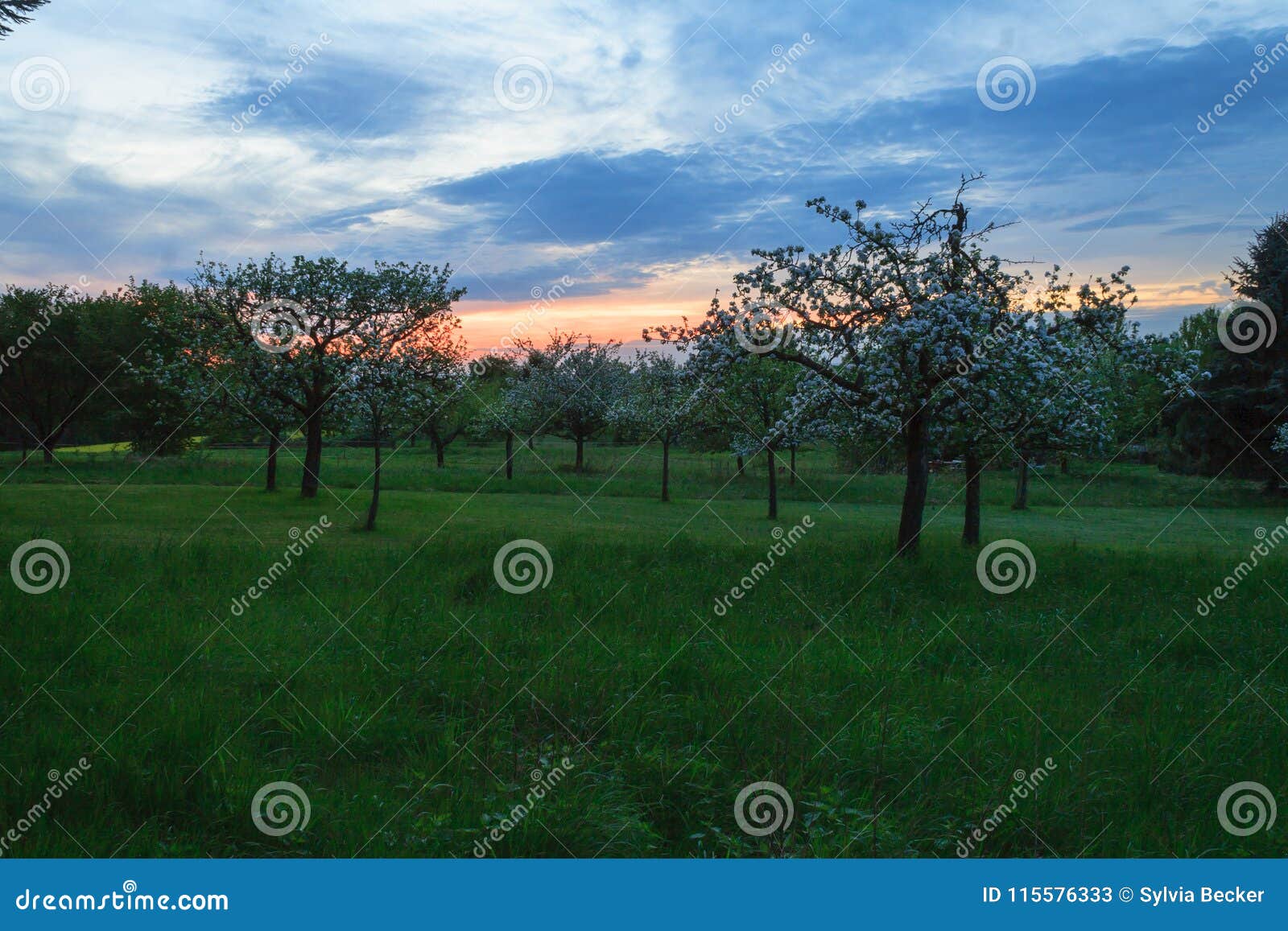 Apple trees in the sunset stock image. Image of tree - 115576333