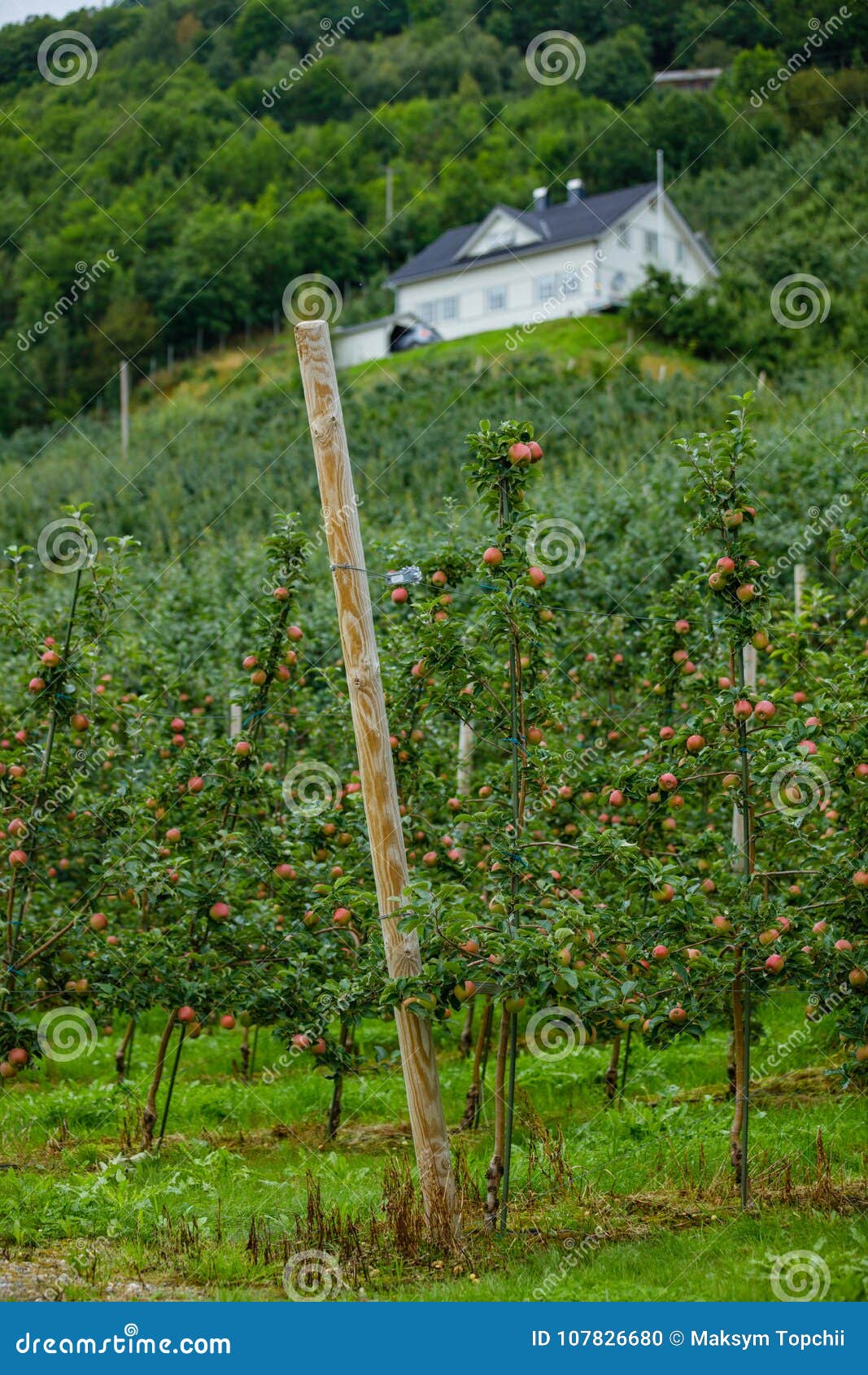 Apple-trees and House in the Distance, Norway Stock Photo - Image of ...