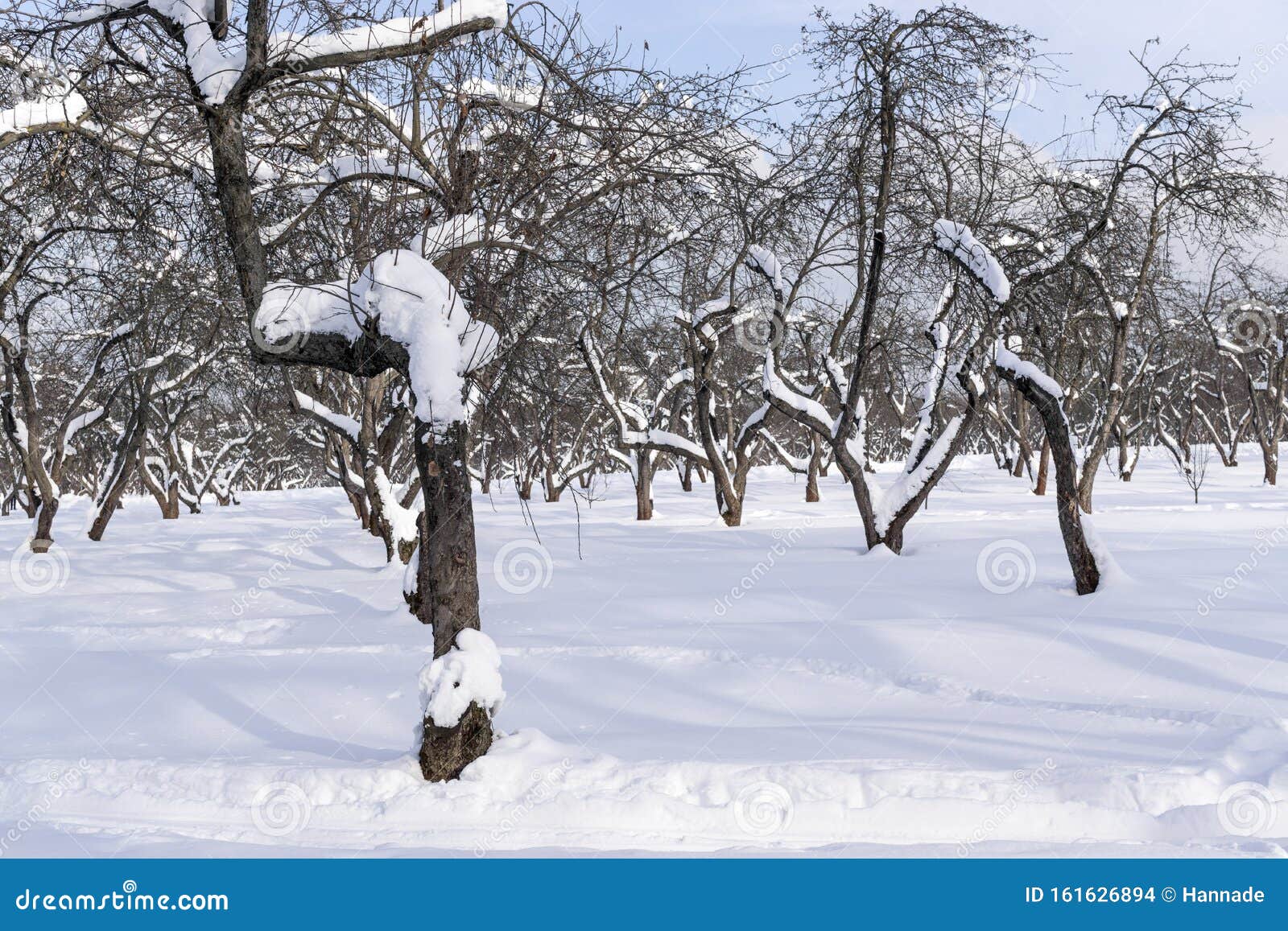 Apple trees in winter stock photo. Image of branch, winter - 161626894