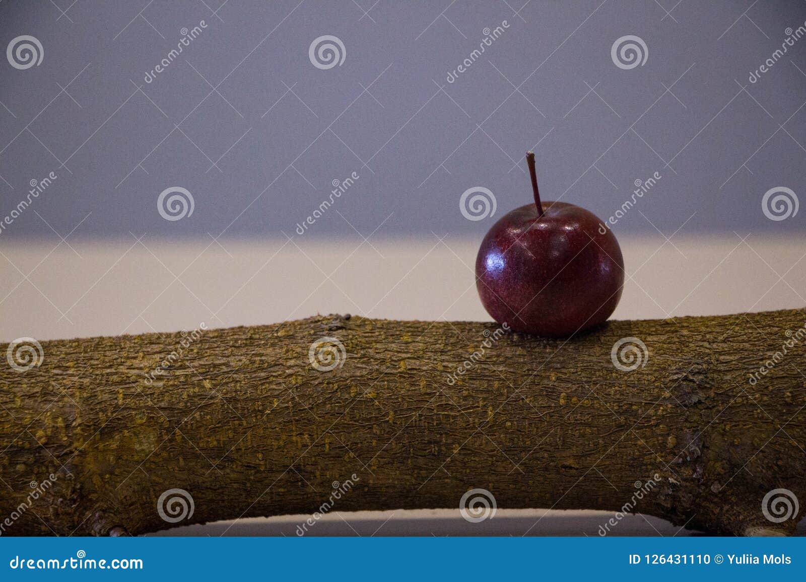 Apple on trunk stock photo. Image of freshness, delicious - 126431110