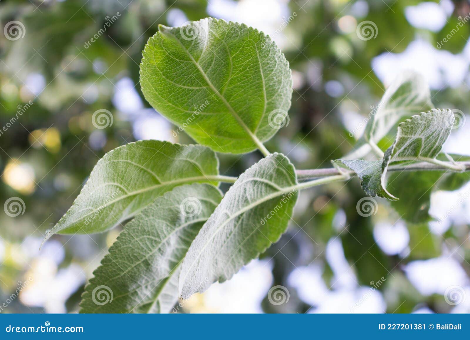 Apple Twig with Leaves. Apple Tree Closeup Stock Image - Image of ...