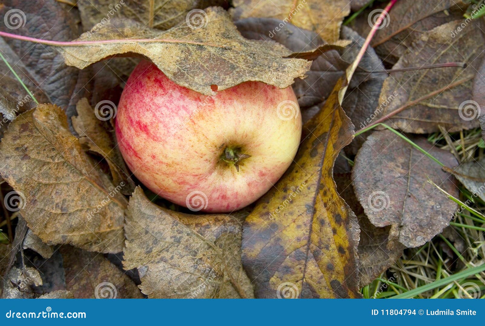 Apple under leafs. stock photo. Image of apple, organic - 11804794