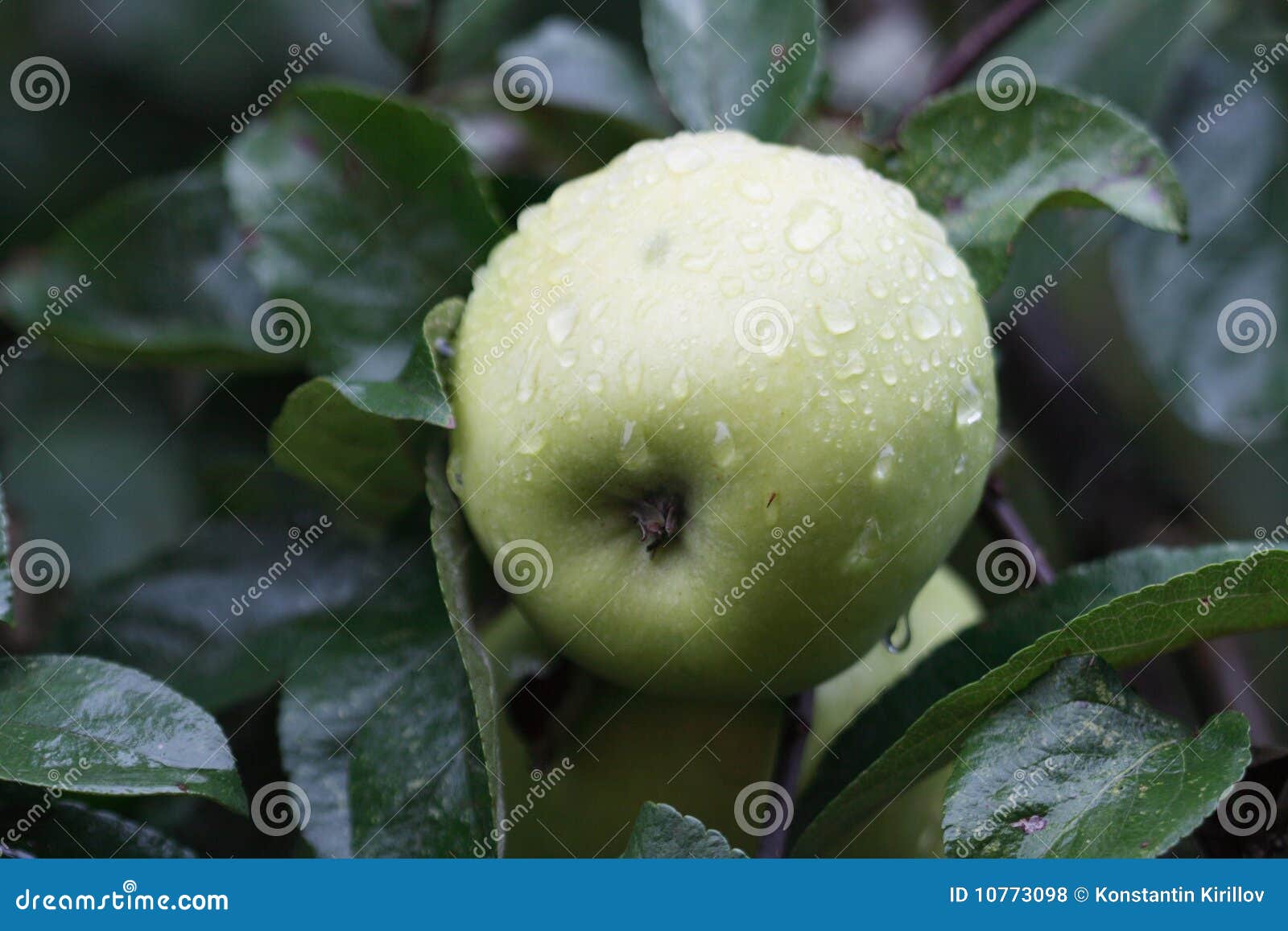 Apple Under Rain stock photo. Image of water, lifestyle - 10773098