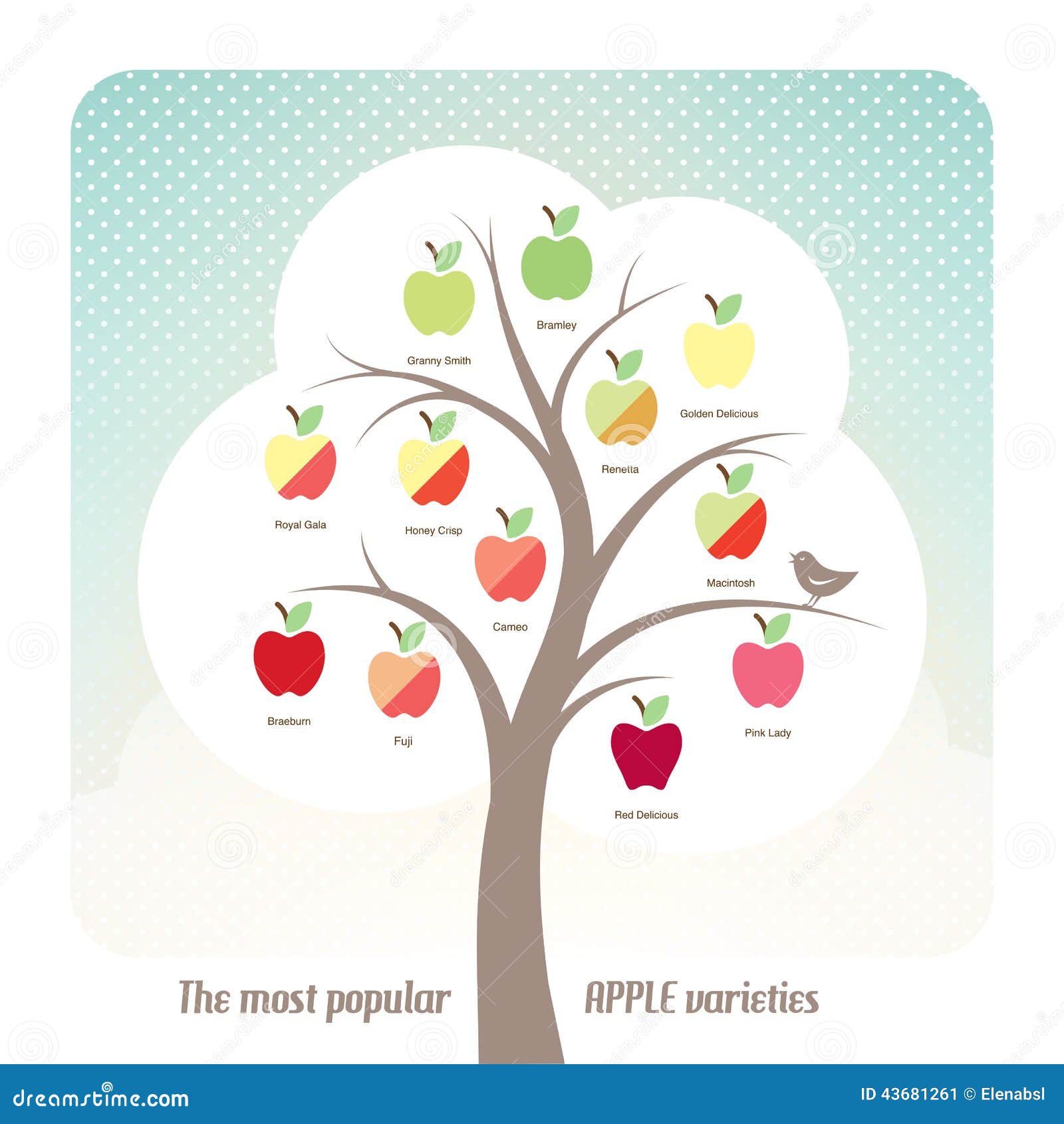 Apple varieties stock vector. Illustration of fuji, apple - 43681261