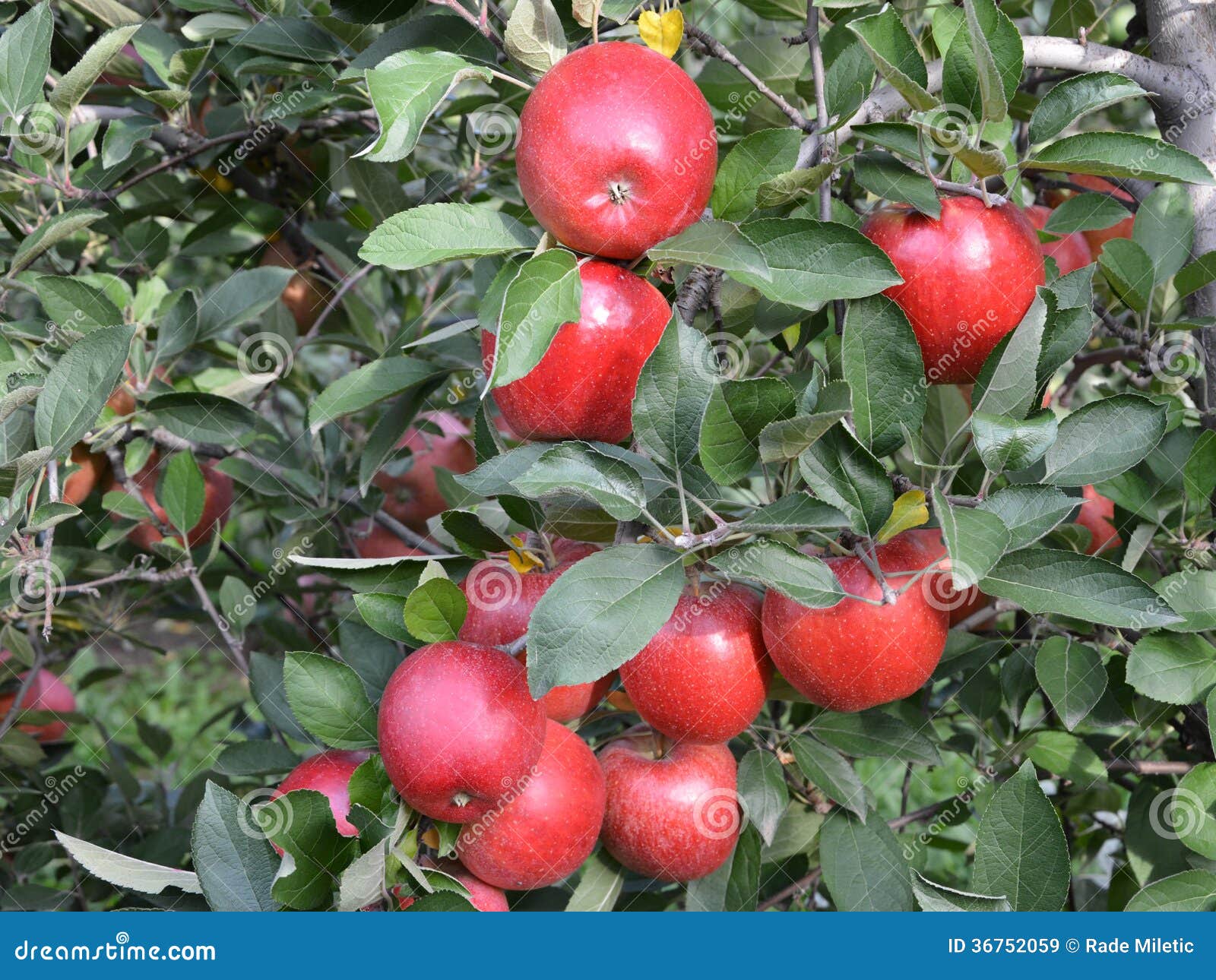 Apple variety Idared stock image. Image of stem, idared - 36752059