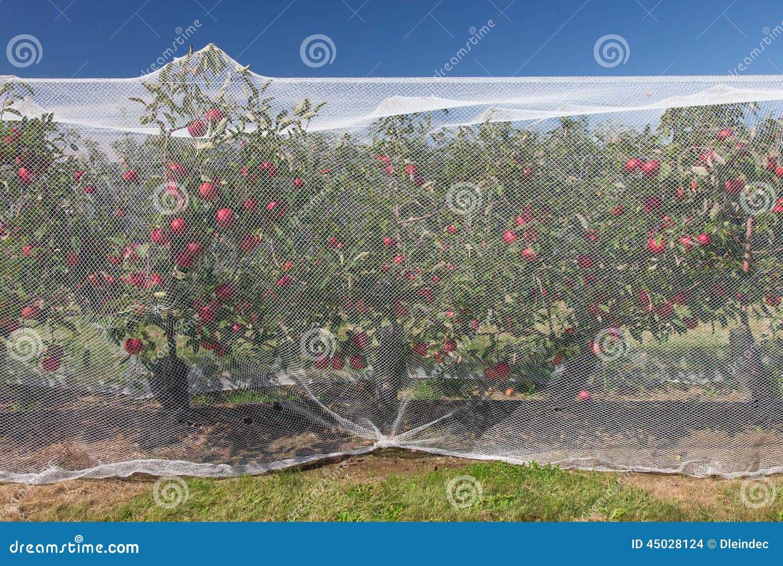 Apple Vines with Protective Nets on Them. Stock Photo - Image of leaf ...