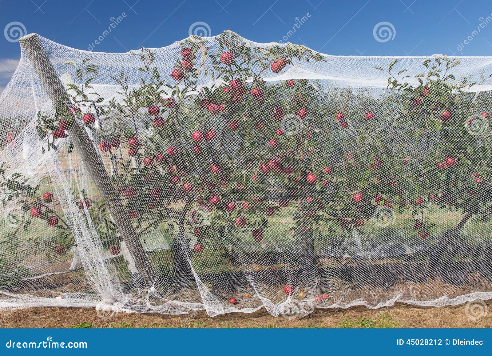 Apple Vines with Protective Nets on Them Stock Photo - Image of long ...