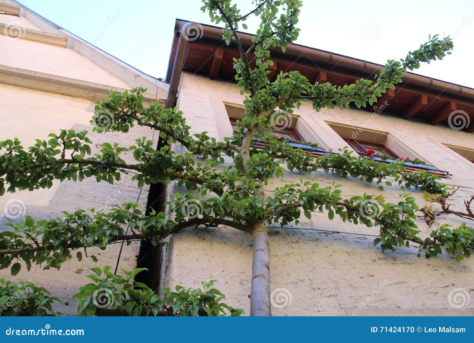 Apple on the wall stock photo. Image of natural, garden - 71424170