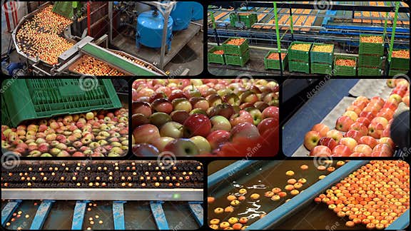 Highly Automated Apple Packing House Facility - Photo Collage Stock ...