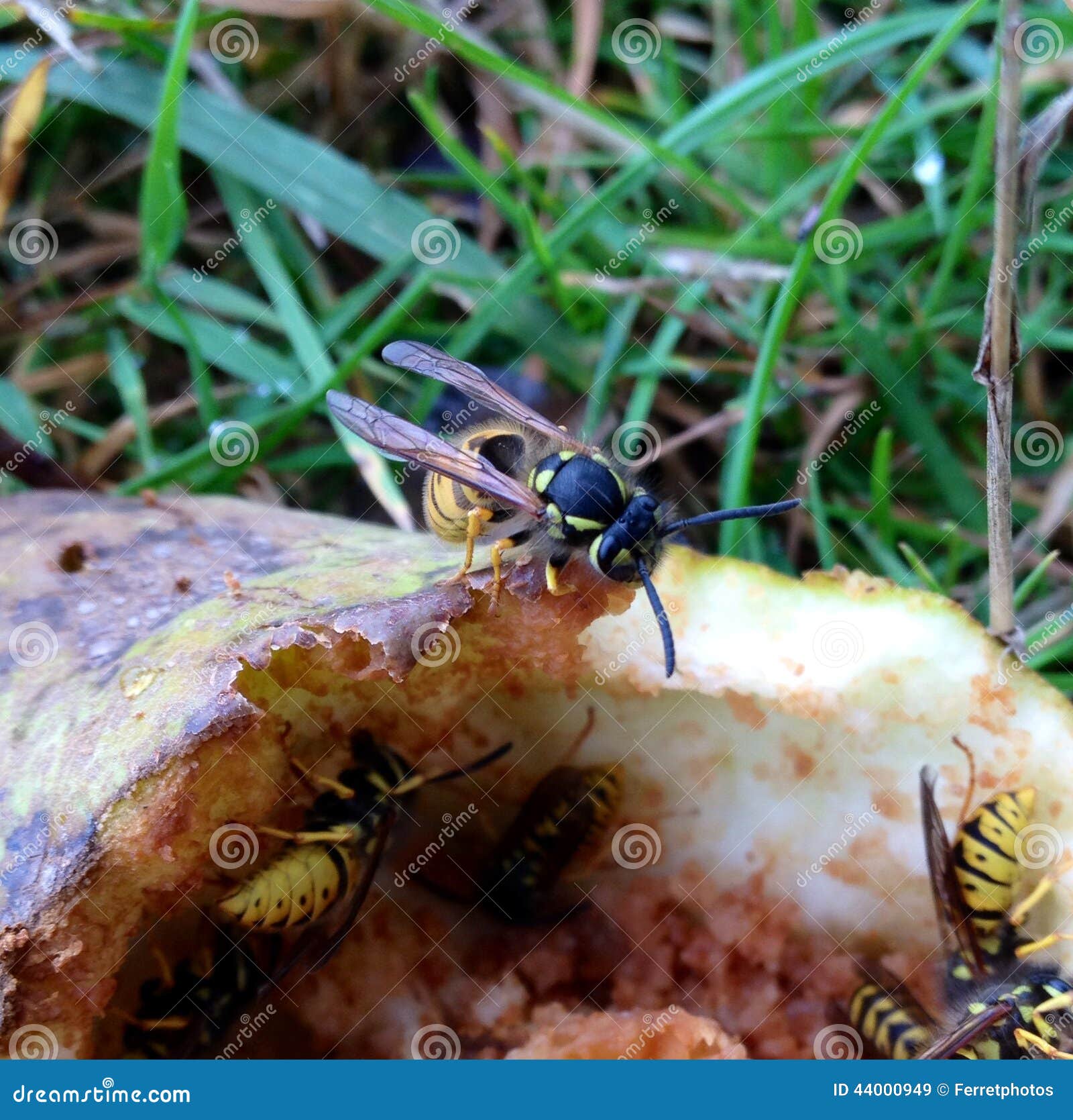 Apple and the wasp stock image. Image of wasps, insect - 44000949
