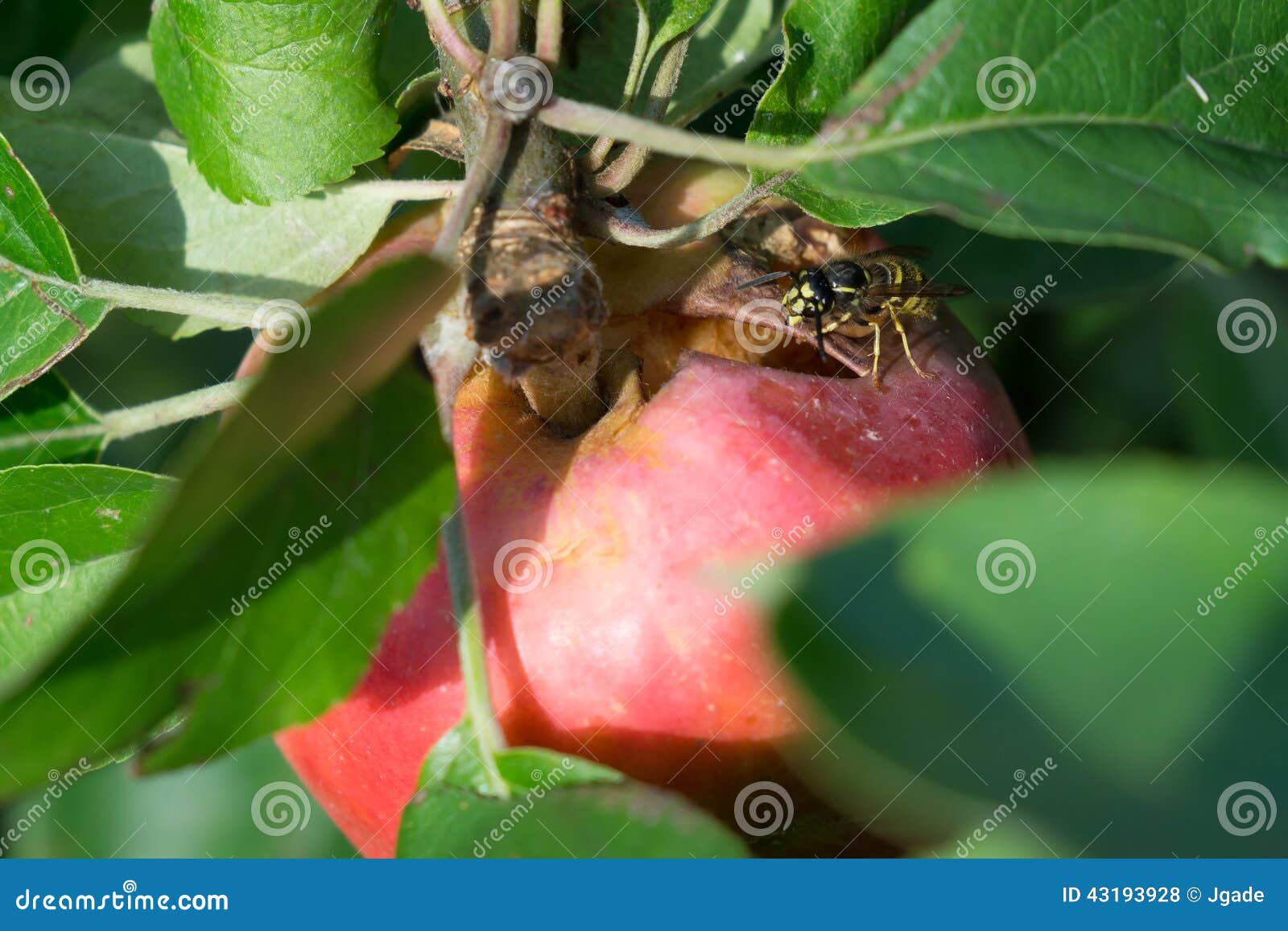 Apple with wasp stock photo. Image of wasp, insect, food - 43193928