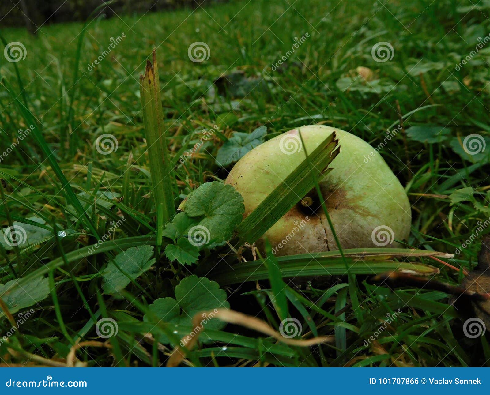 The Colorful Apple Throw Down into Grass from Some Tree Stock Photo ...