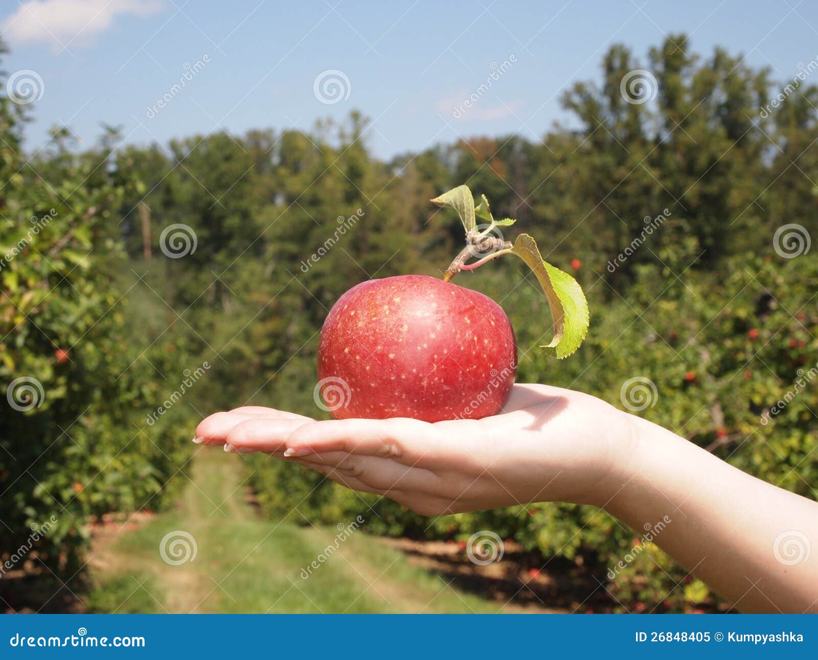 Apple on womans hand stock image. Image of picking, orchard - 26848405