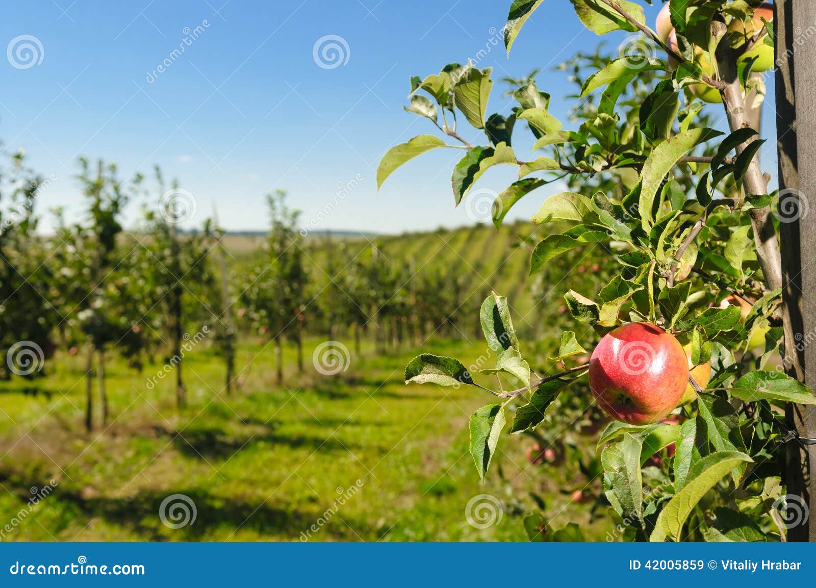 Apple young tree stock image. Image of natural, food - 42005859