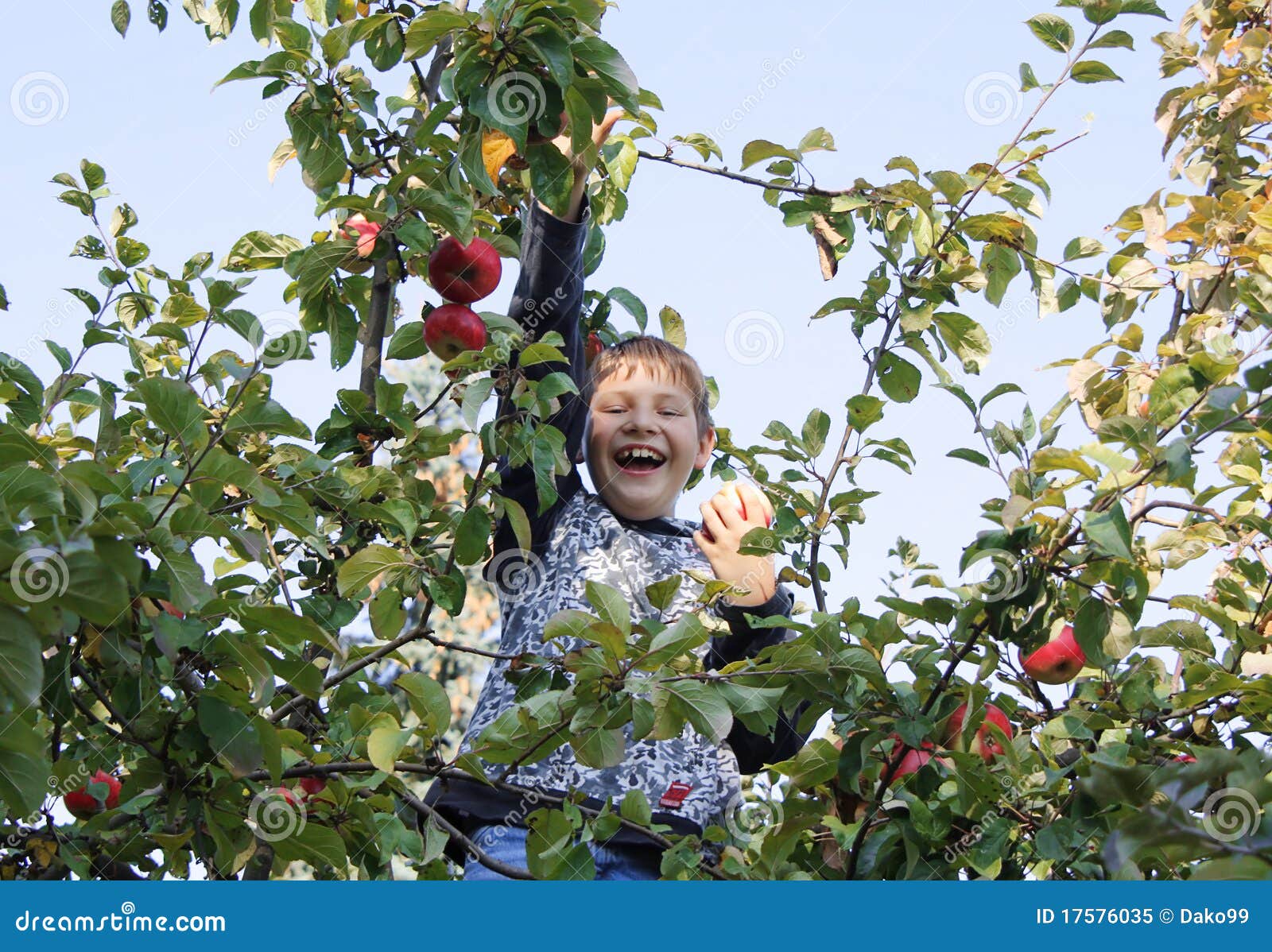 Appleboy stock image. Image of tree, blue, harvest, apple - 17576035