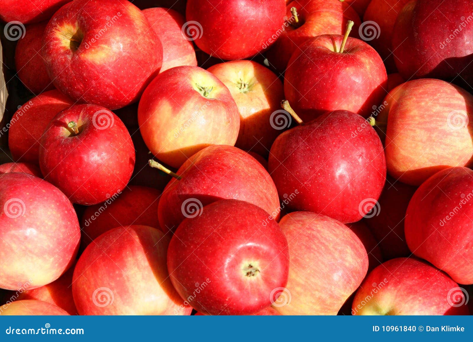 Apples stock photo. Image of healthy, farmed, cluster - 10961840