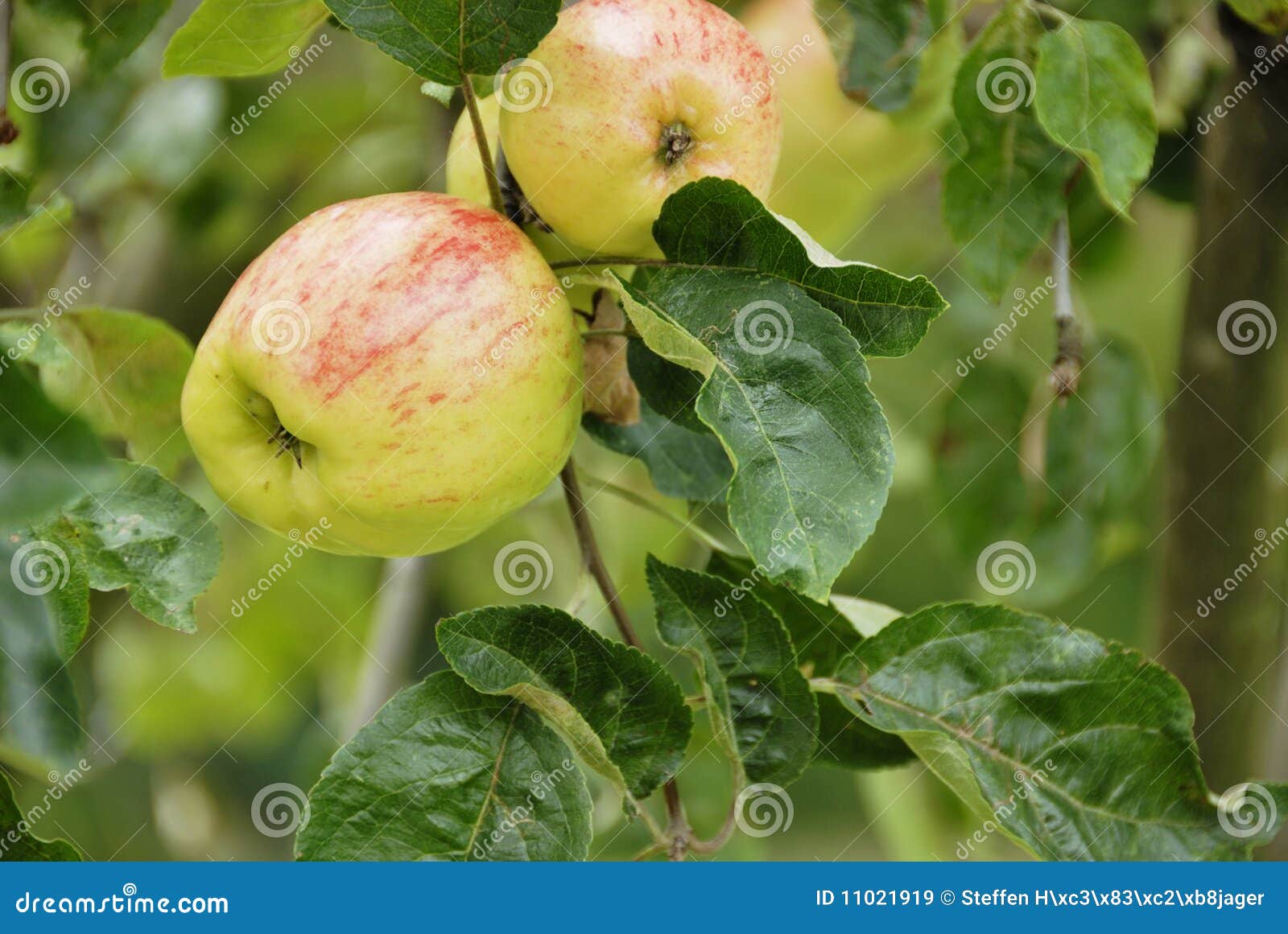 Apples stock image. Image of apple, vegetable, vegetarian - 11021919