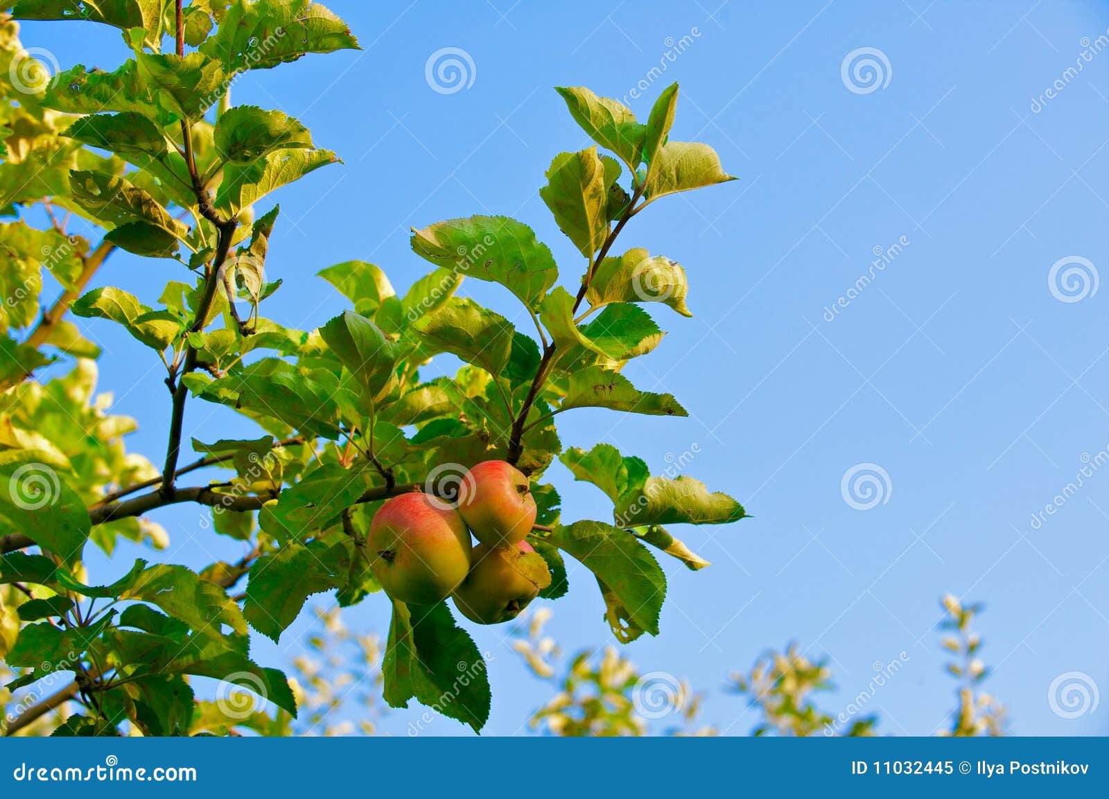 Apples stock image. Image of clear, biology, objects - 11032445