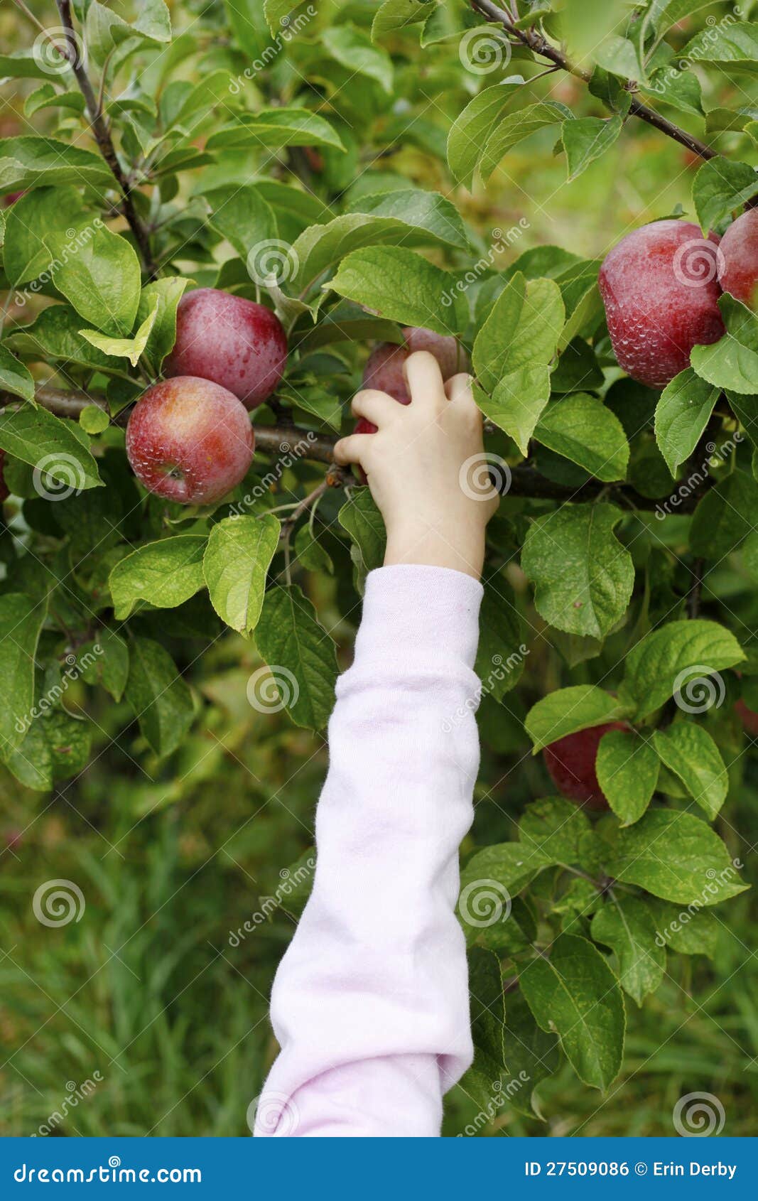 Apples 13 stock photo. Image of hold, girl, nostalgia - 27509086
