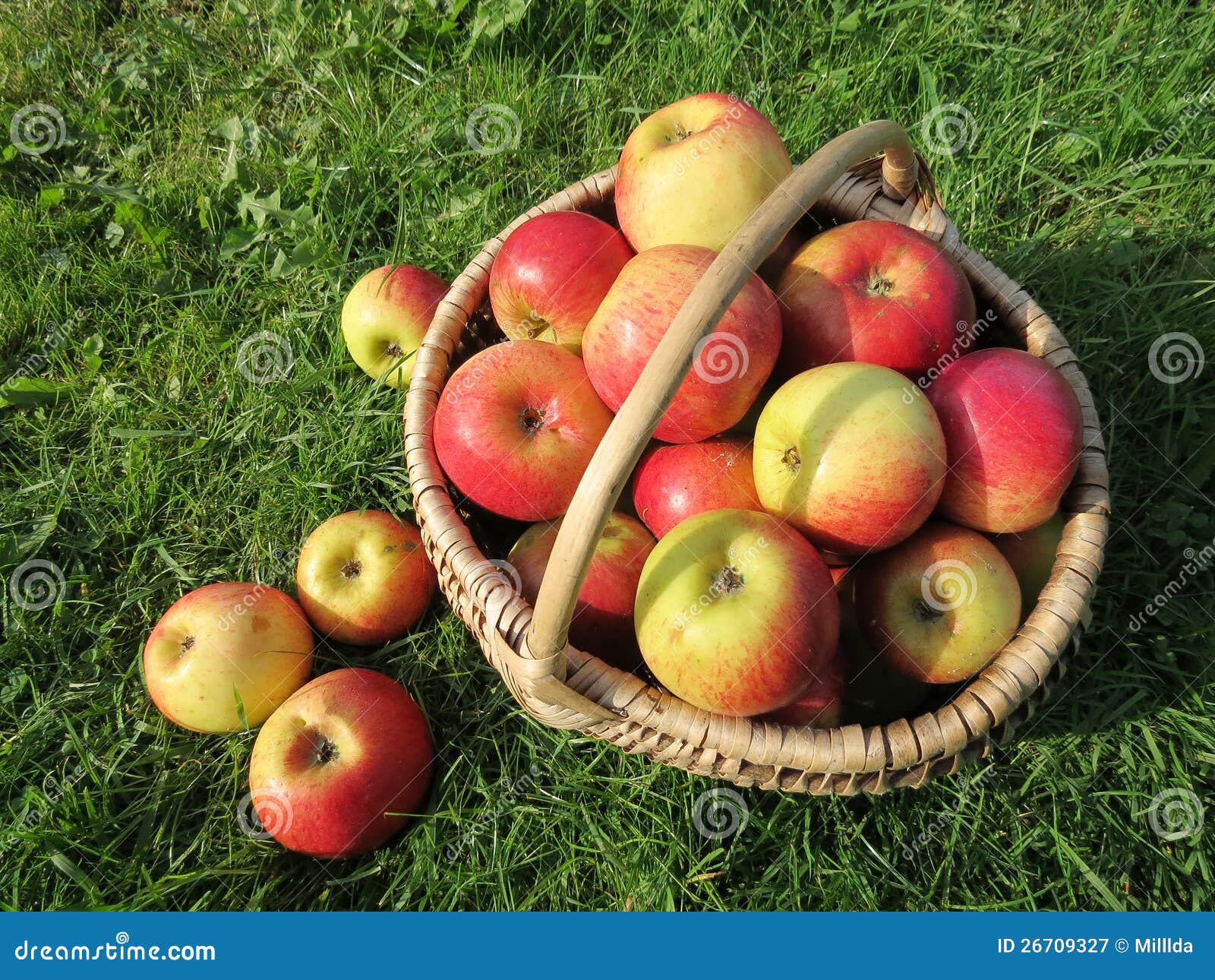Apples stock image. Image of nature, fruit, full, ripe - 26709327