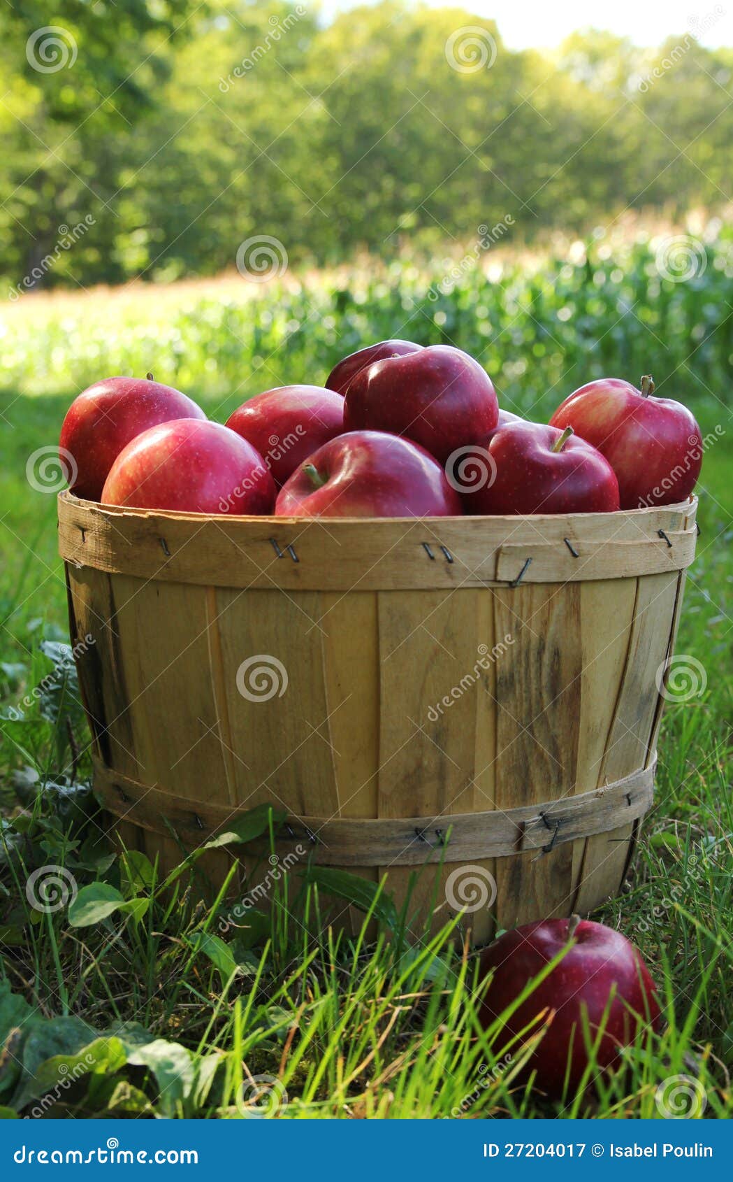 Apples stock image. Image of farmers, farm, fresh, apple - 27204017