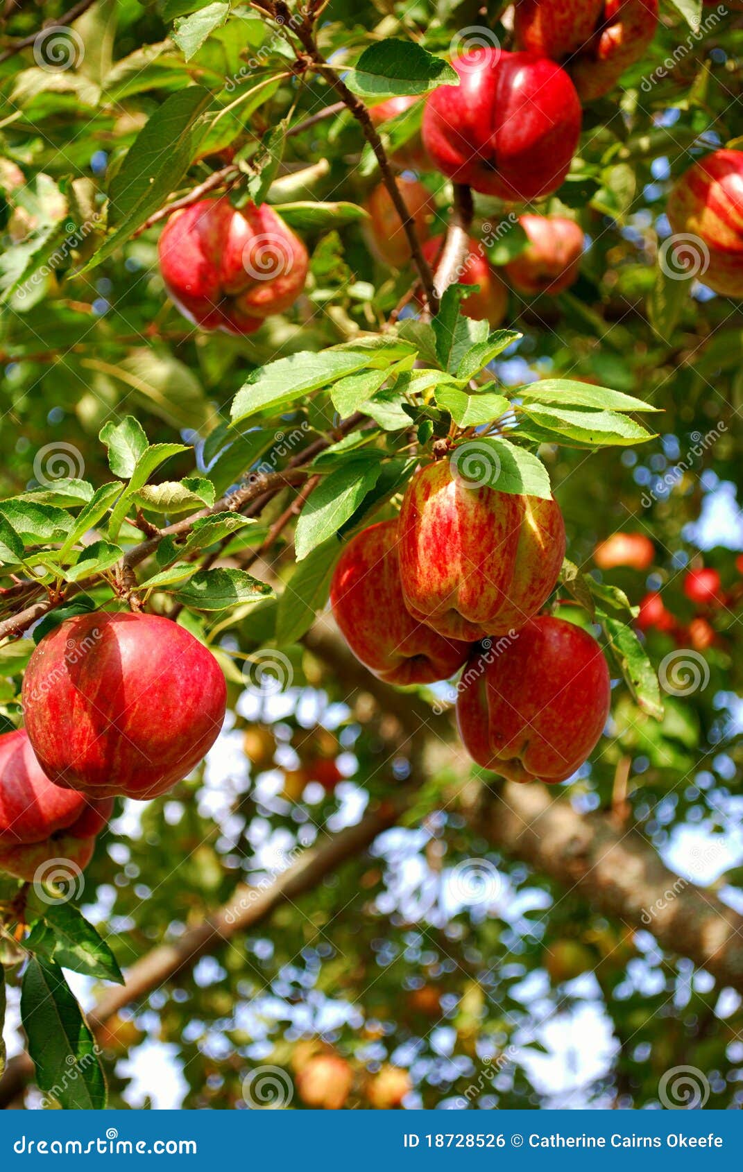 Apples in an Apple Tree stock photo. Image of locally - 18728526