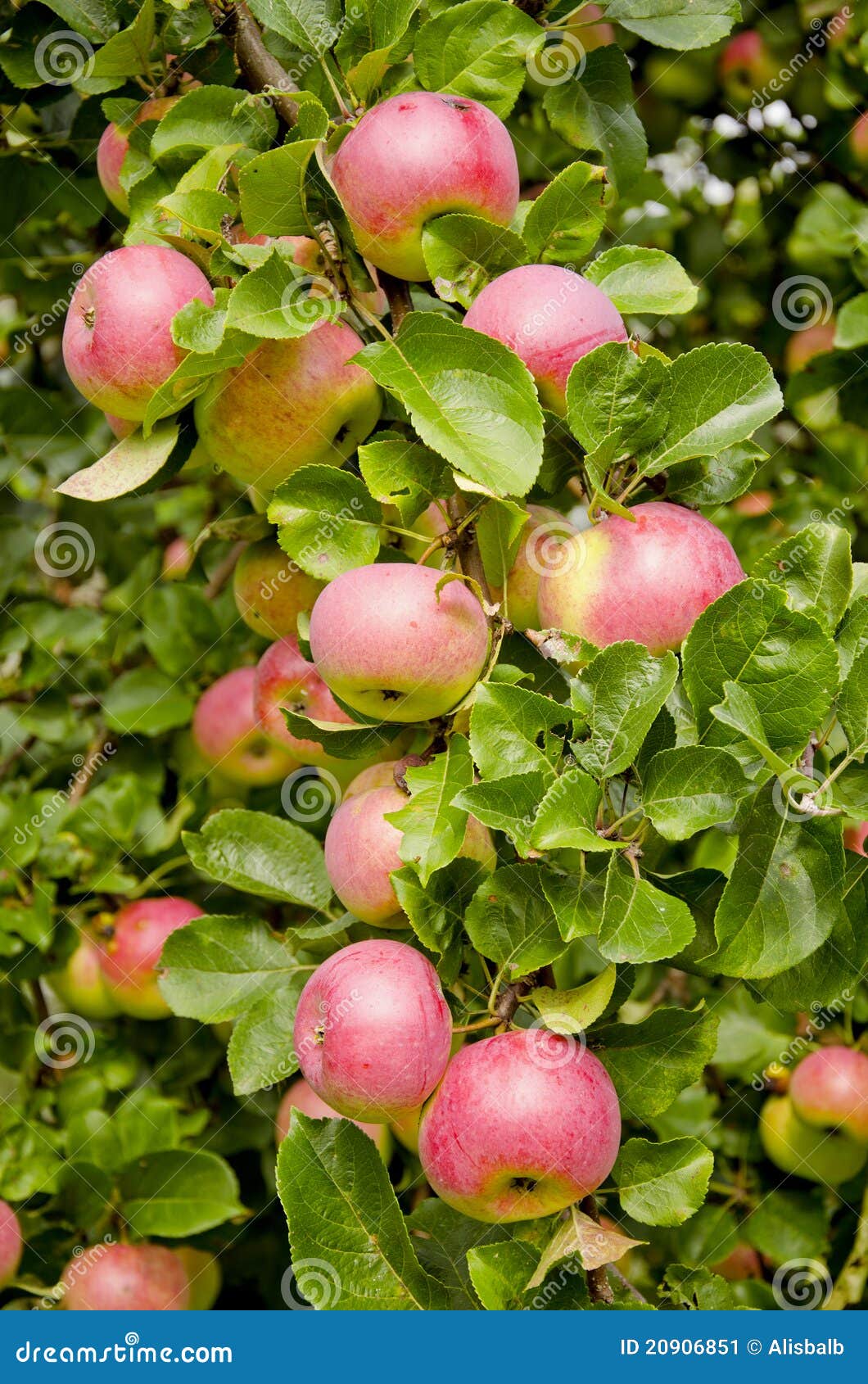 Apples on the apple-tree stock image. Image of eating - 20906851