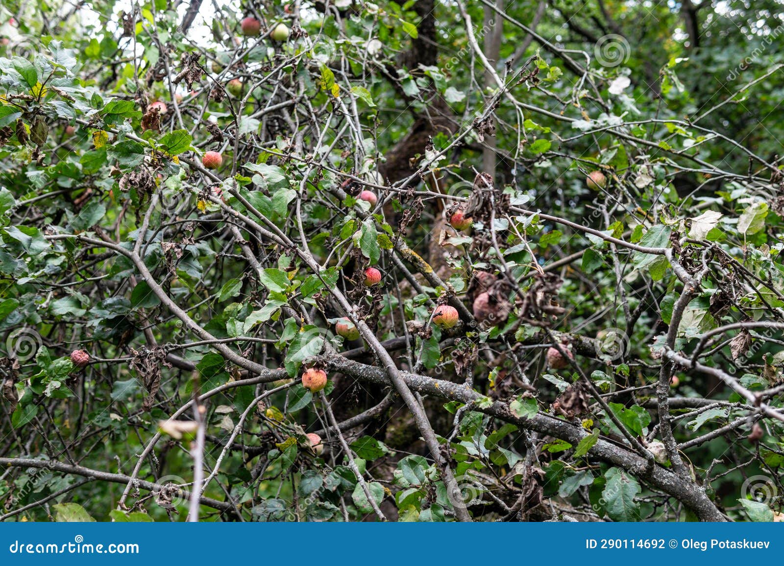Apples on an Apple Tree in an Abandoned Orchard Stock Photo - Image of ...