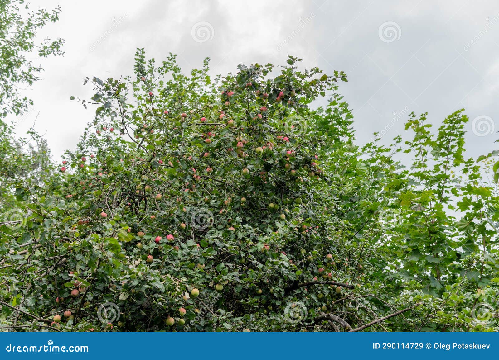 Apples on an Apple Tree in an Abandoned Orchard Stock Image - Image of ...