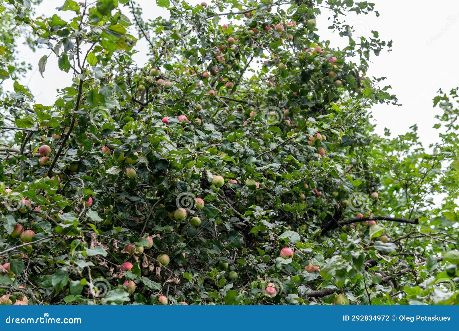 Apples on an Apple Tree in an Abandoned Orchard Stock Photo - Image of ...