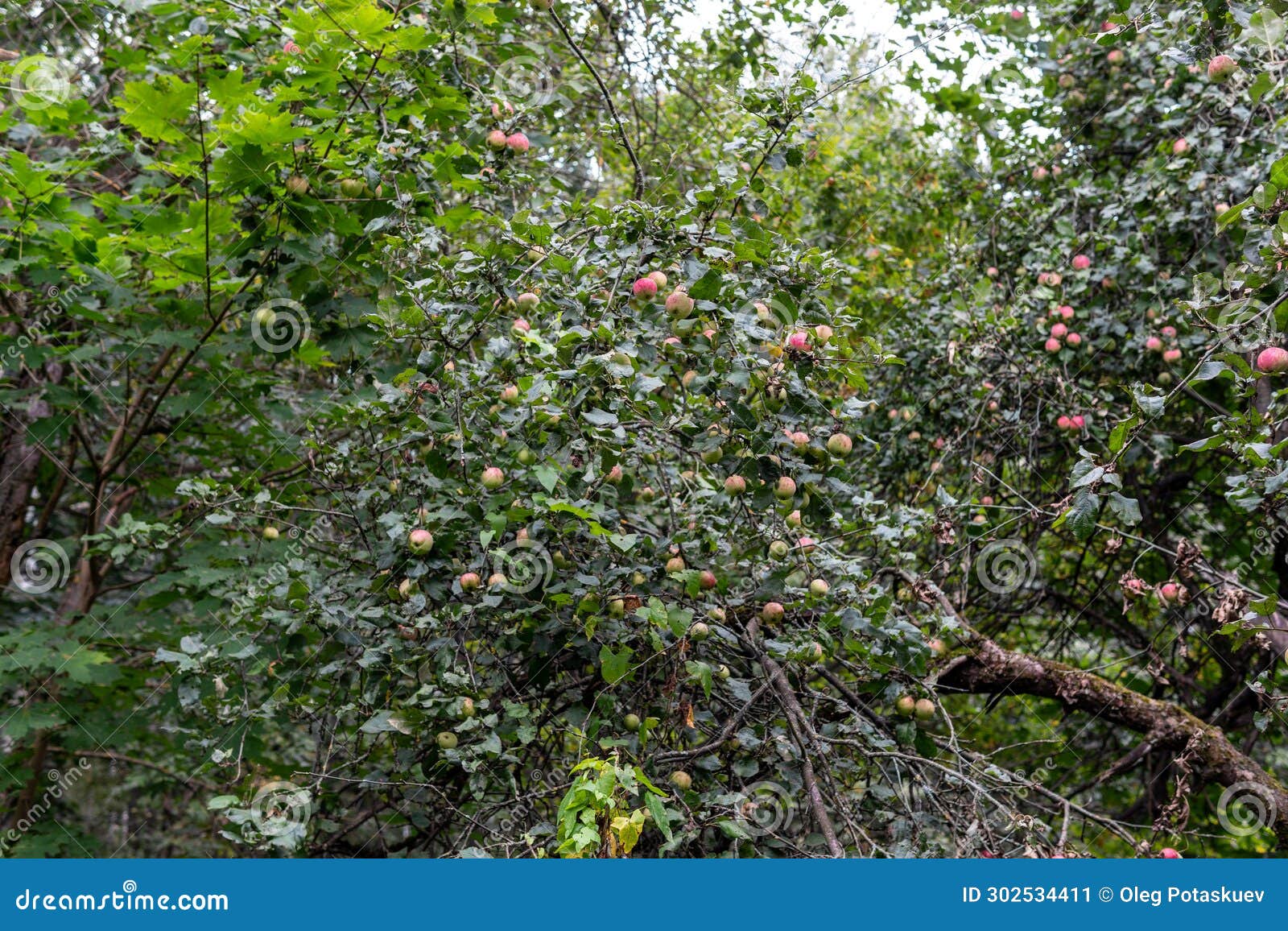 Apples on an Apple Tree in an Abandoned Orchard Stock Image - Image of ...