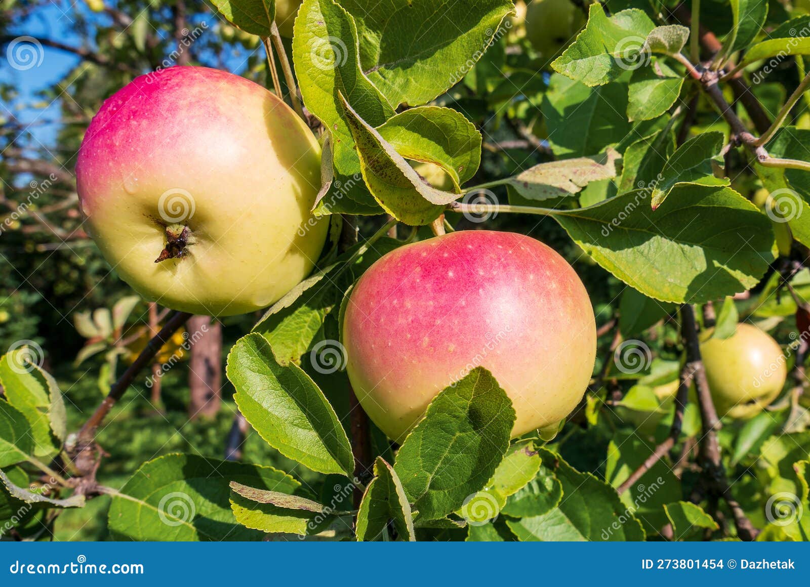 Apples on an Apple Tree Branch. Bright Ripe Fruit on a Sunny Day Stock ...
